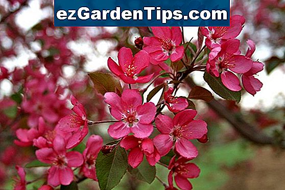 Radiant Crabapple Tree Informazioni 🌱 Consigli Giardinieri - It ...