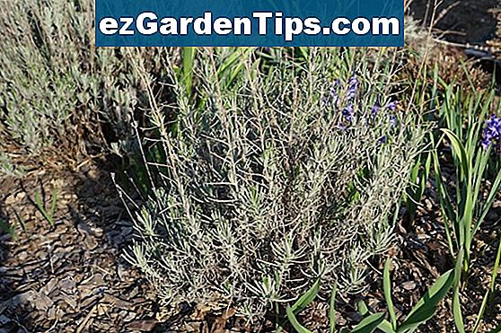 Kako obrezati stablo murve 🌱 Savjeti Vrtlari - Hr.ezGardenTips.com