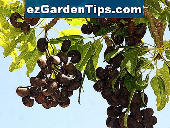 Vrste smokve 🌱 Savjeti Vrtlari - Hr.ezGardenTips.com