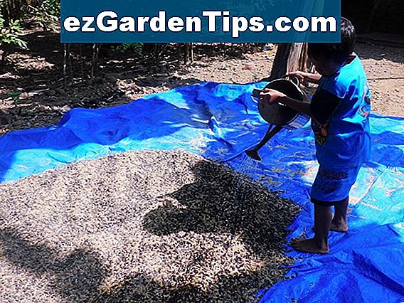 Tahapan Pertumbuhan Rumput Bermuda 🌱 Tips Tukang Kebun - Id ...