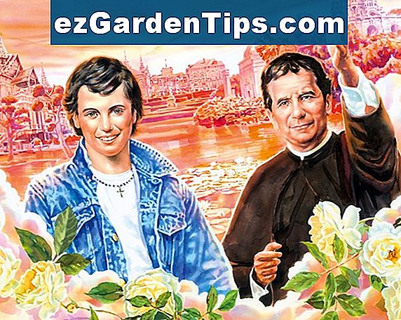Cosa significano le rose color pesca? 🌱 Consigli Giardinieri - It ...