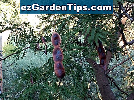 Come coltivare l'acacia dal seme 🌱 Consigli Giardinieri - It ...