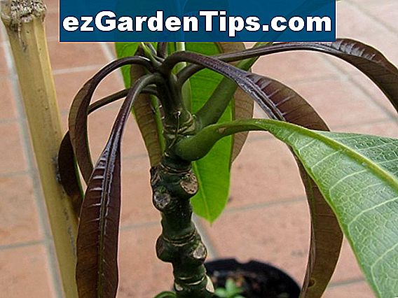 Come coltivare alberi di mango in Florida 🌱 Consigli Giardinieri - It ...