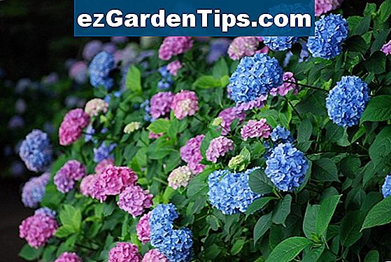 Como preservar flores em sílica 🌱 Dicas Jardineiros - Pt.ezGardenTips.com