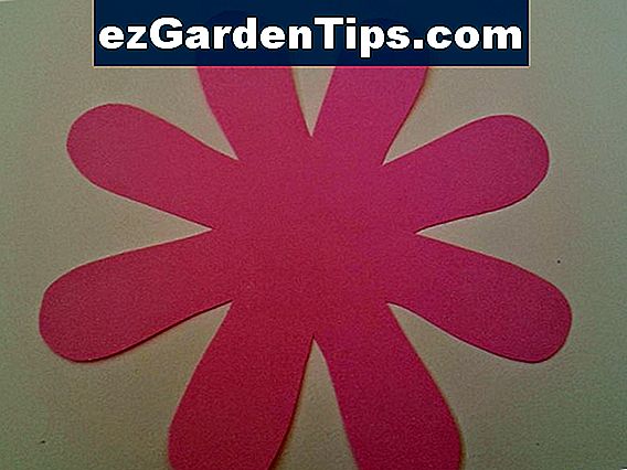 Partes de uma flor da margarida 🌱 Dicas Jardineiros - Pt.ezGardenTips.com