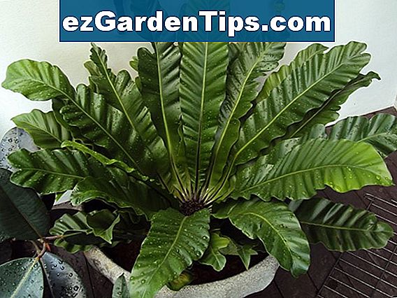 Tipos de flores que começam com S 🌱 Dicas Jardineiros - Pt.ezGardenTips.com