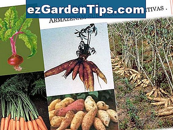 Anatomia da planta de milho 🌱 Dicas Jardineiros - Pt.ezGardenTips.com